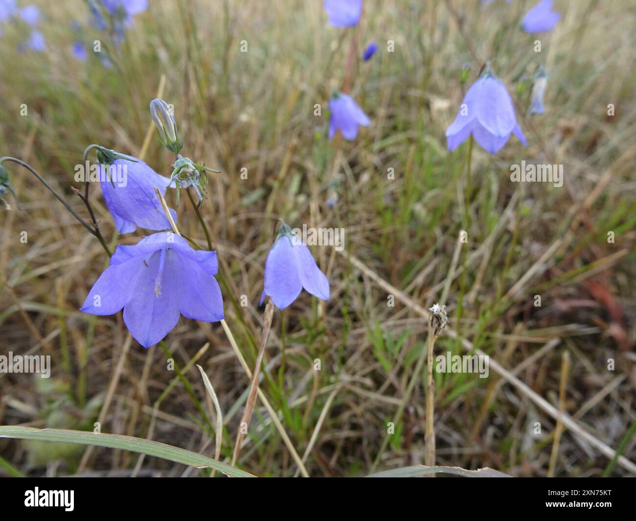 Common Harebell (Campanula rotundifolia) Plantae Stock Photo - Alamy