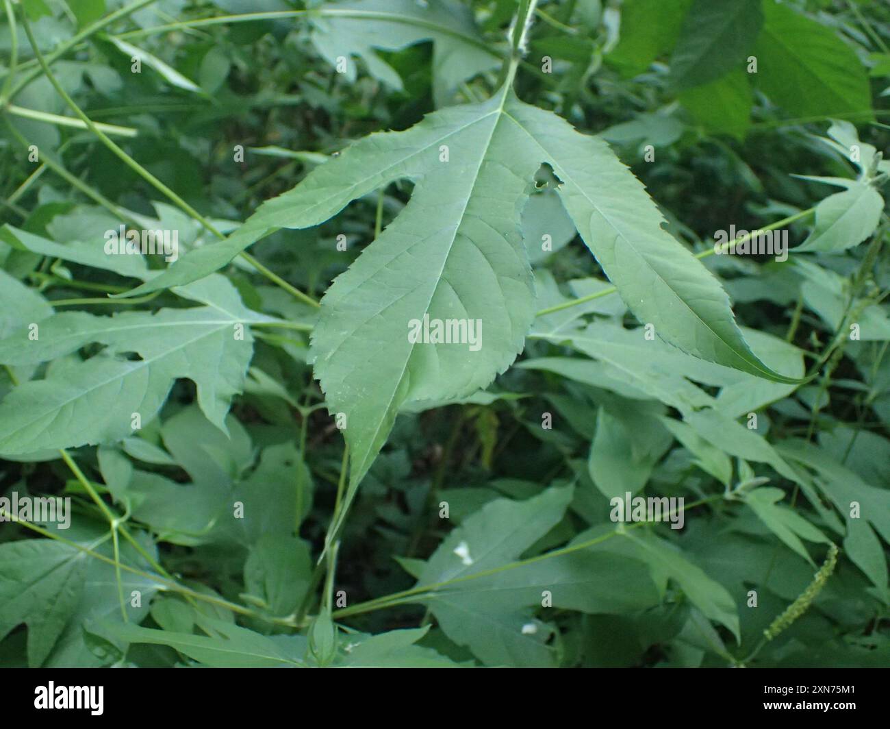 giant ragweed (Ambrosia trifida) Plantae Stock Photo - Alamy