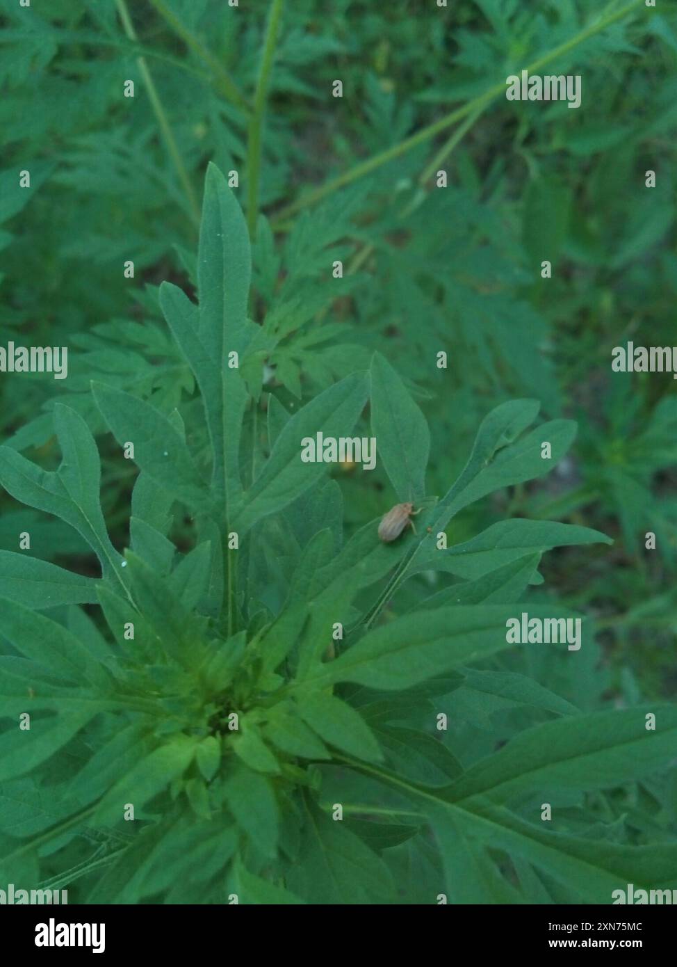 Ragweed leaf beetle hi-res stock photography and images - Alamy