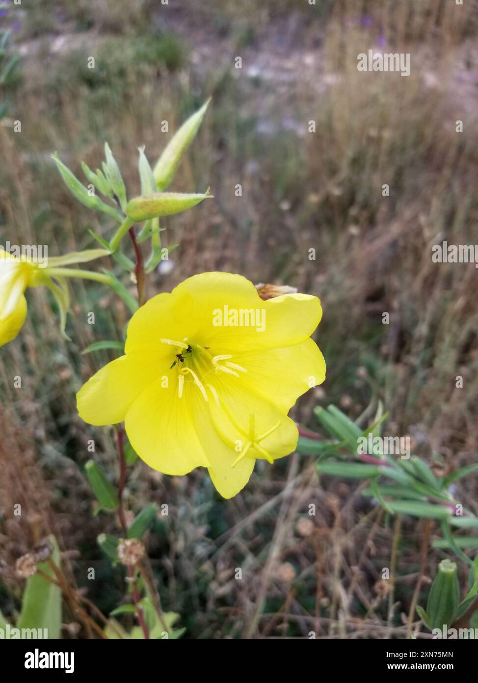 tall evening primrose (Oenothera elata) Plantae Stock Photo - Alamy