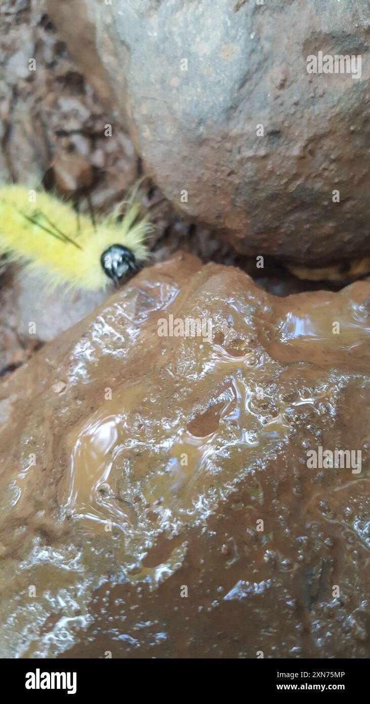 American Dagger (Acronicta americana) Insecta Stock Photo - Alamy