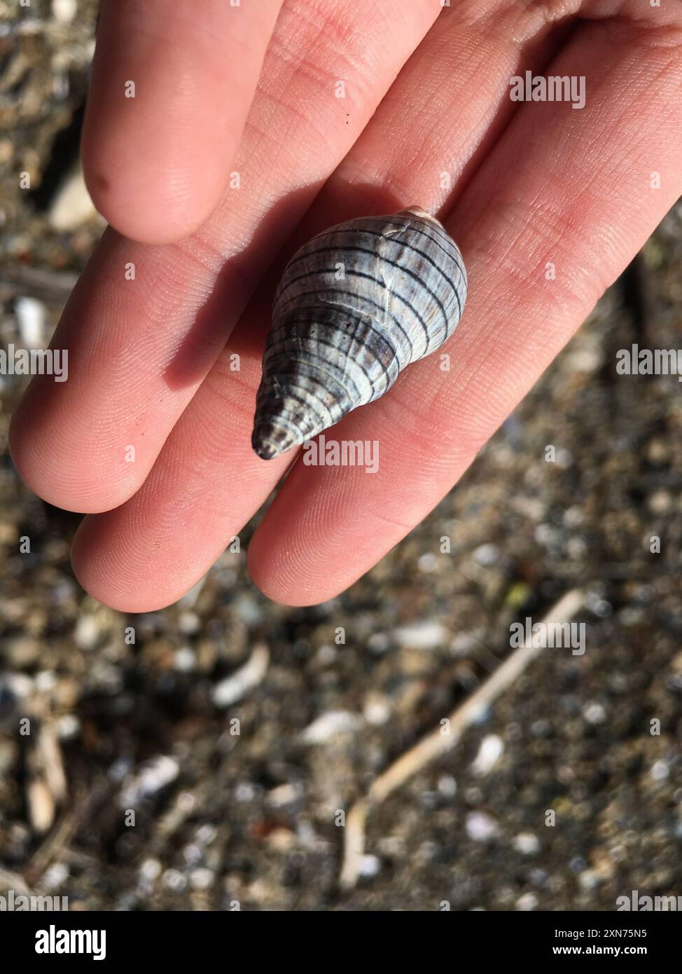 Red-mouthed Whelk (Cominella virgata) Mollusca Stock Photo - Alamy