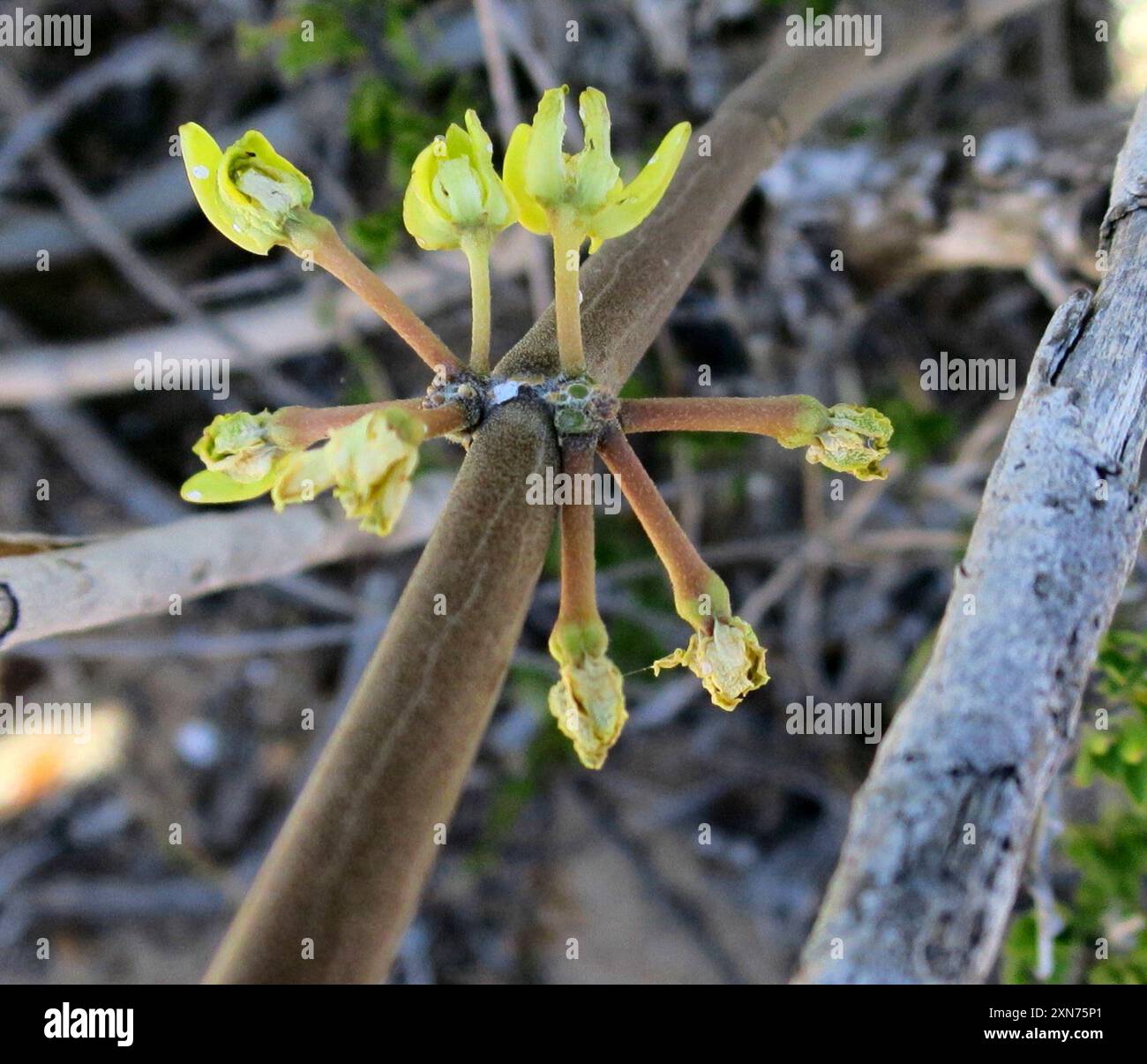 Common Caustic Vine (Cynanchum viminale viminale) Plantae Stock Photo ...