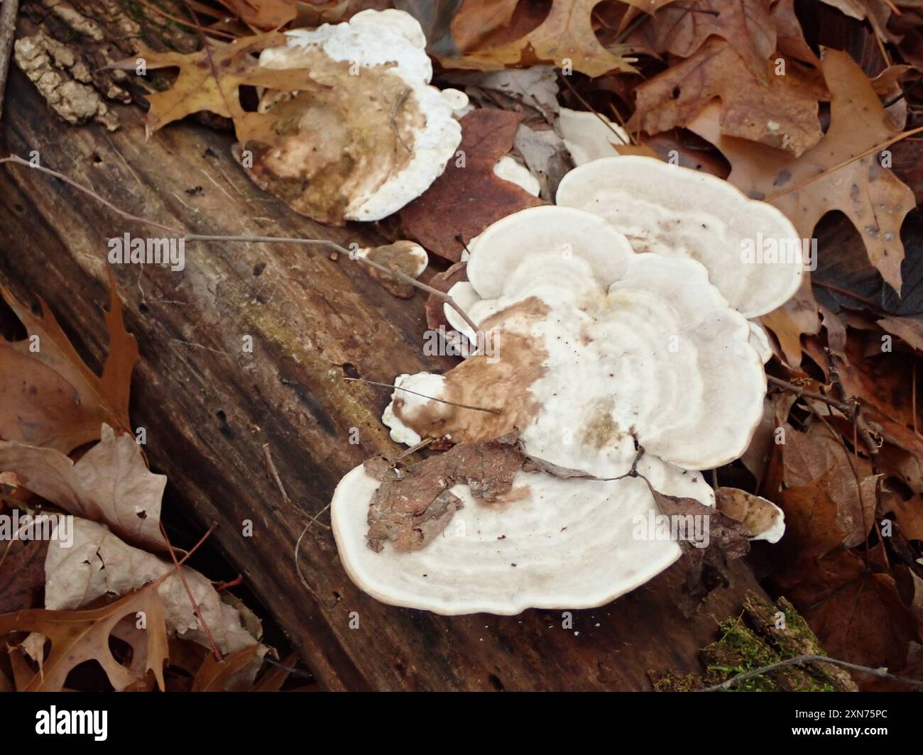 shelf fungi (Polyporales) Fungi Stock Photo - Alamy