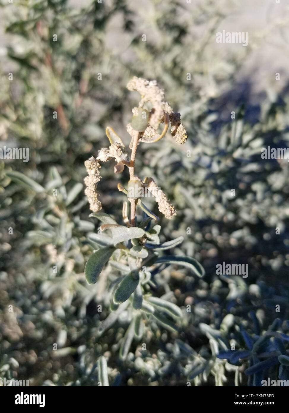 Fourwing Saltbush (Atriplex canescens) Plantae Stock Photo - Alamy