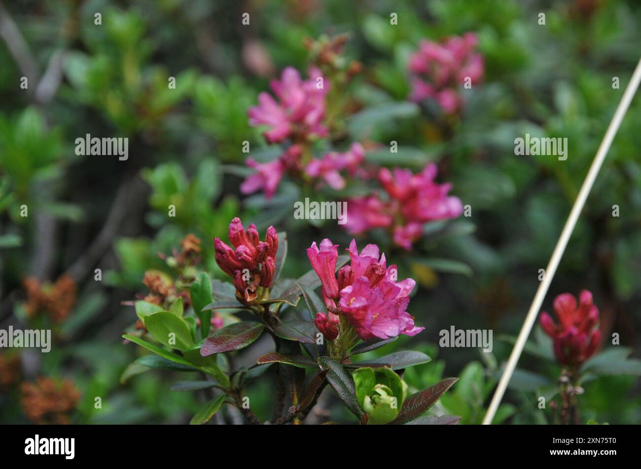 Rusty-leaved Alpenrose (Rhododendron ferrugineum) Plantae Stock Photo ...