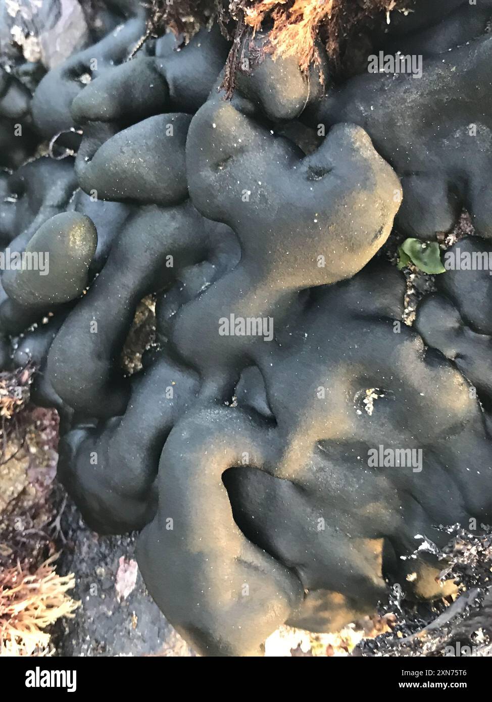 green spongy cushion (Codium setchellii) Plantae Stock Photo - Alamy