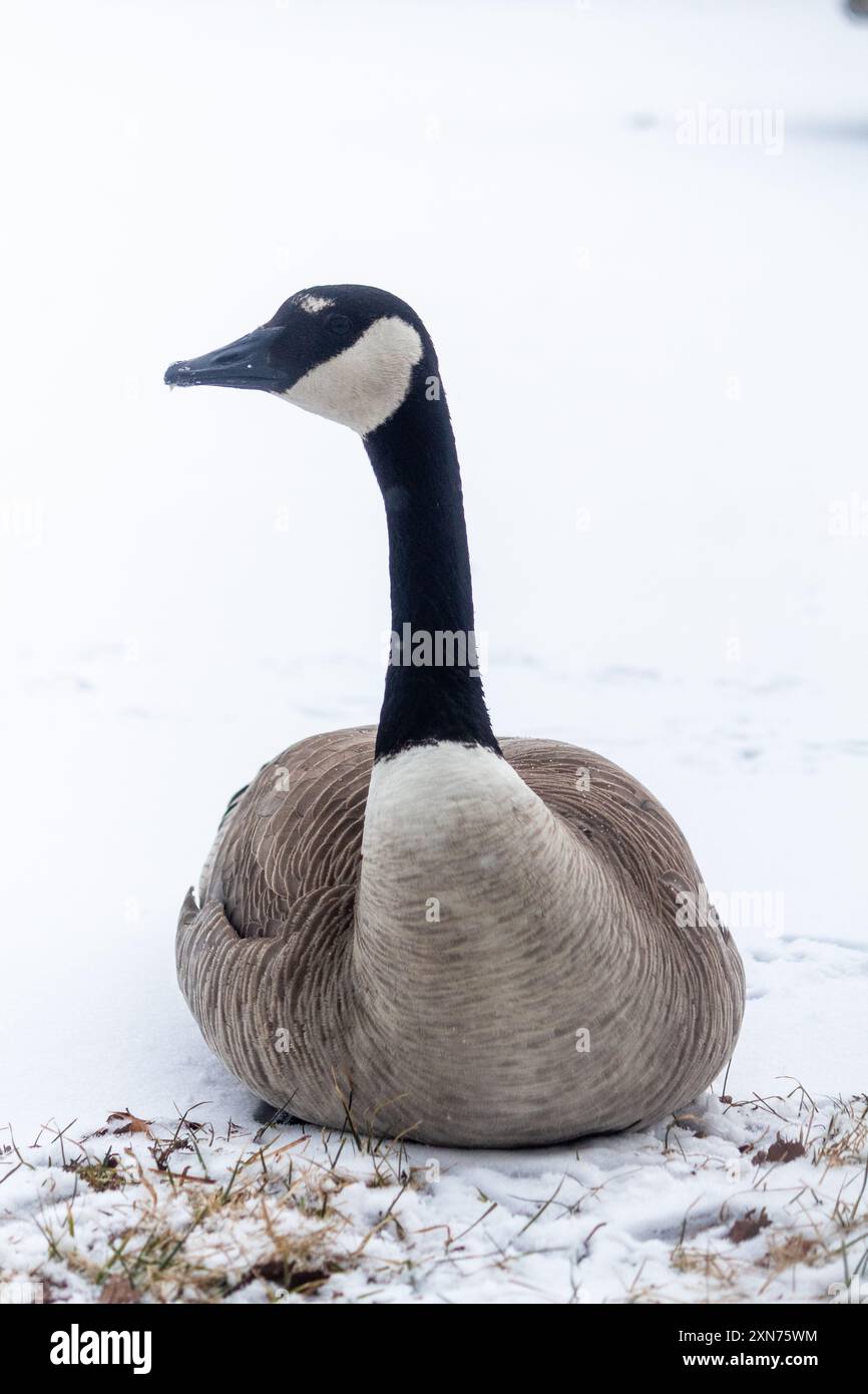 Canada goose seen in hi-res stock photography and images - Alamy