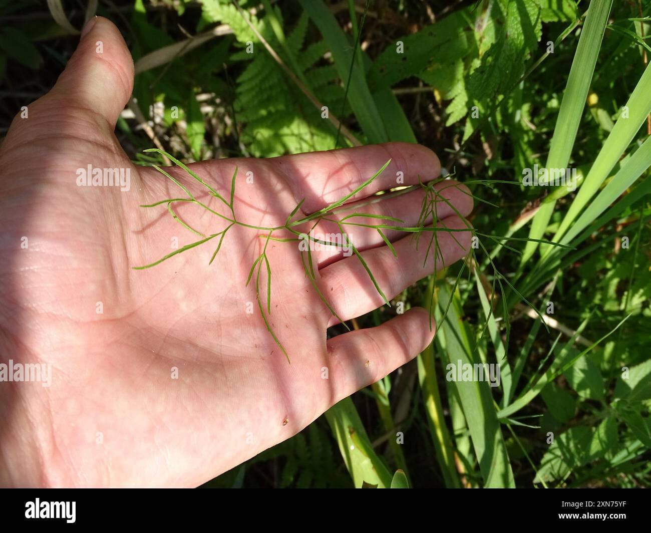 bulblet-bearing water hemlock (Cicuta bulbifera) Plantae Stock Photo ...