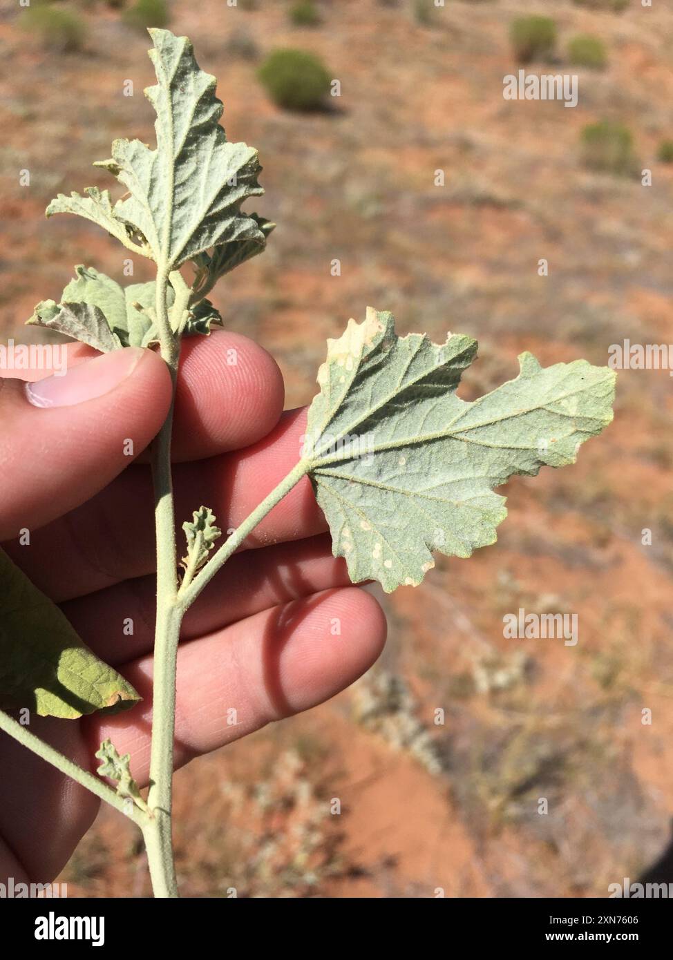 gray globemallow (Sphaeralcea incana) Plantae Stock Photo - Alamy