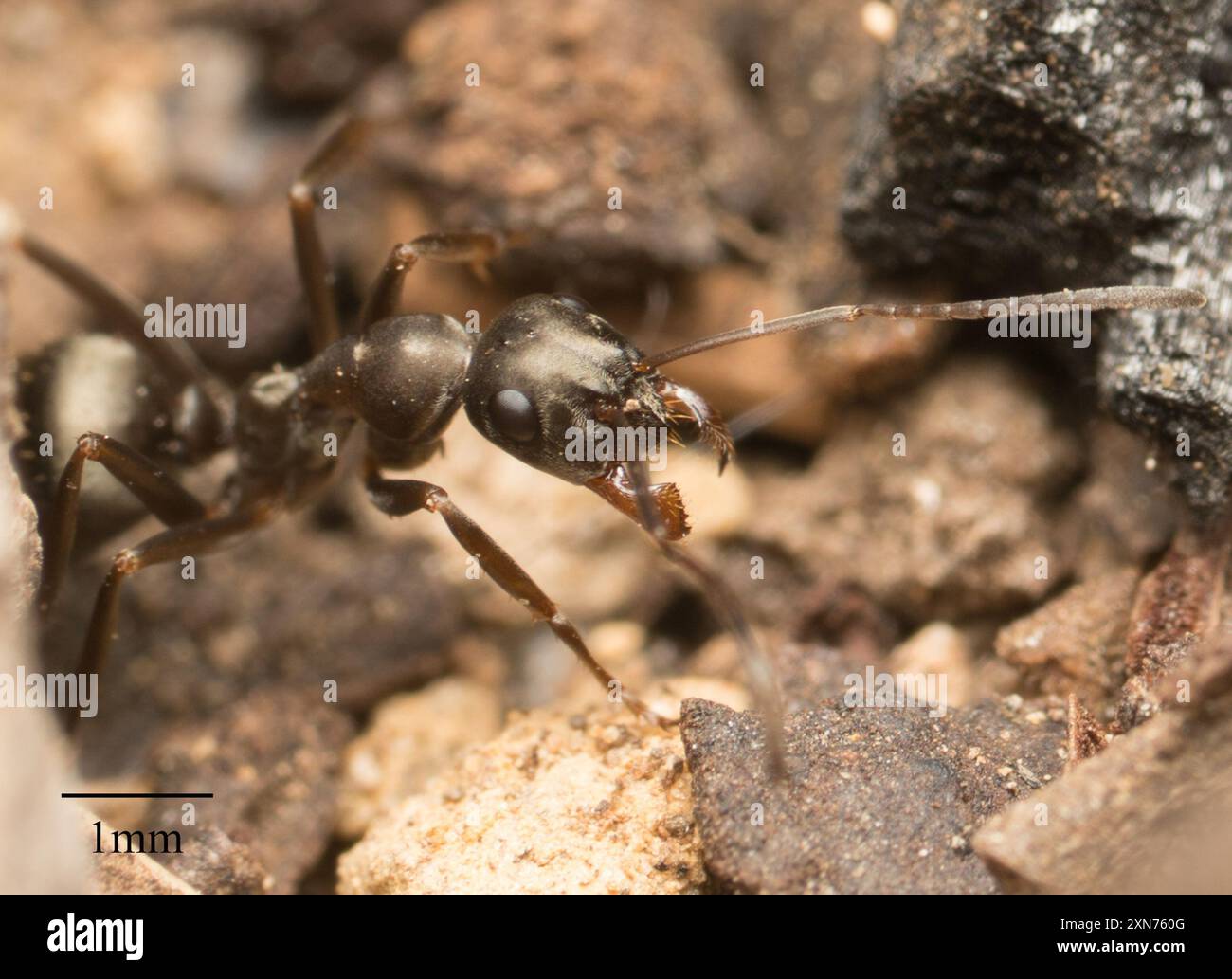 fusca-group Field Ants and Allies (Formica fusca) Insecta Stock Photo ...