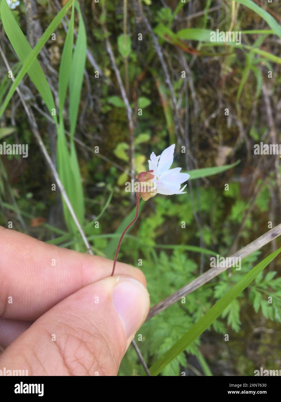 hillside woodland star (Lithophragma heterophyllum) Plantae Stock Photo ...