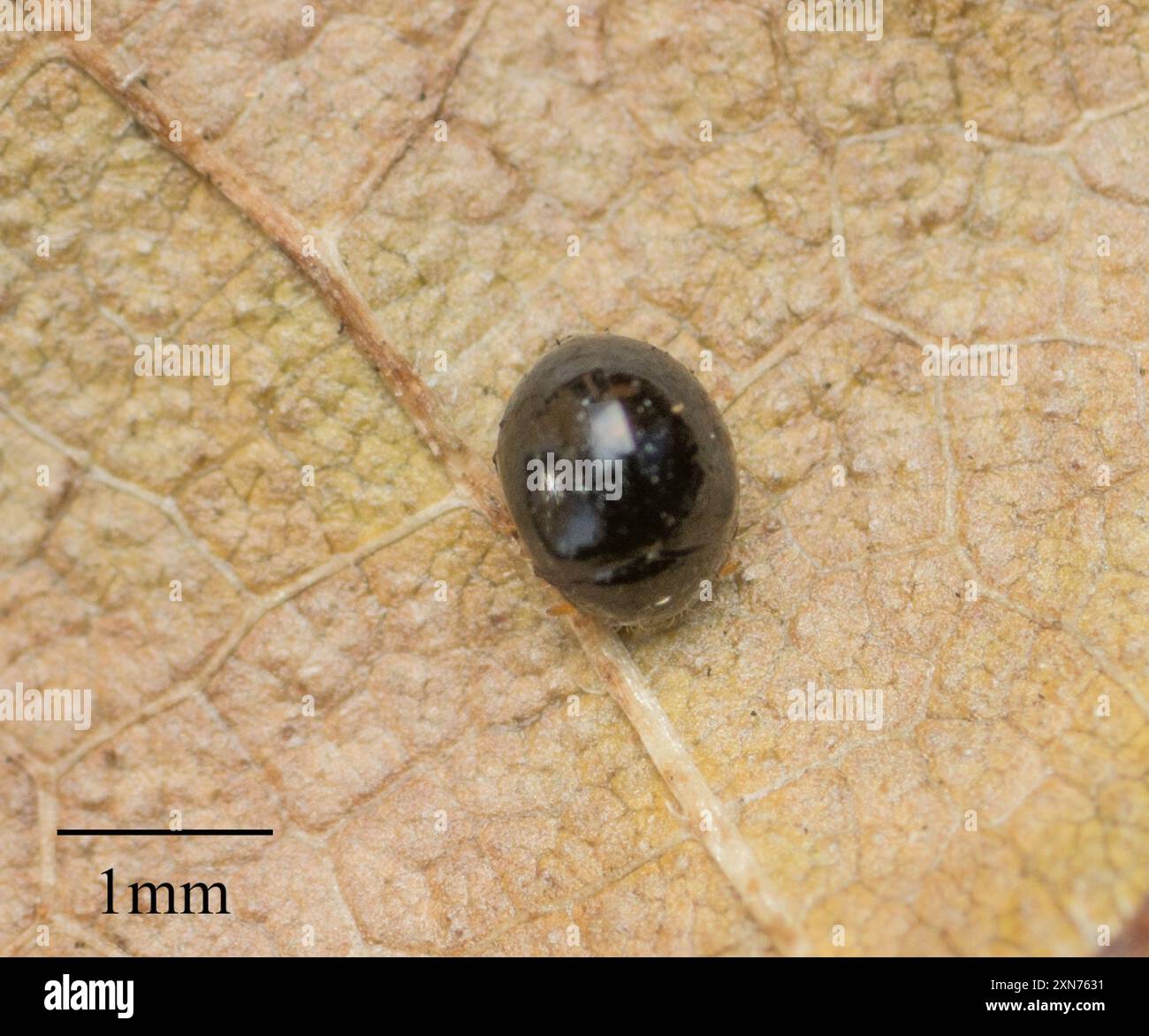 Spider Mite Destroyer (Stethorus punctum) Insecta Stock Photo - Alamy