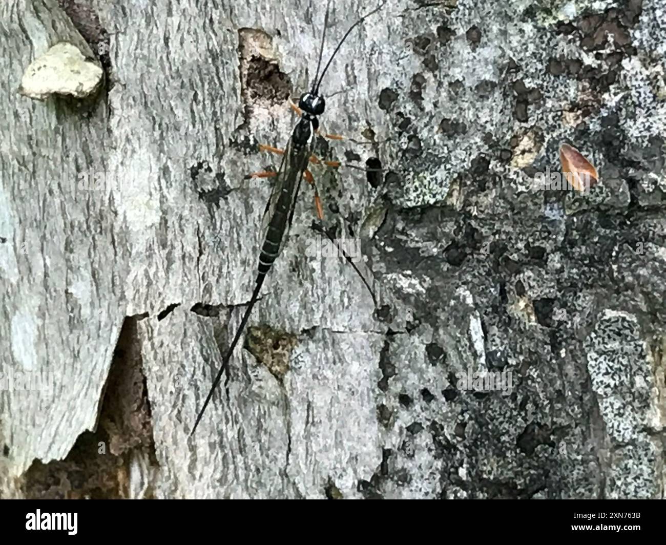 Ichneumonid and Braconid Wasps (Ichneumonoidea) Insecta Stock Photo - Alamy