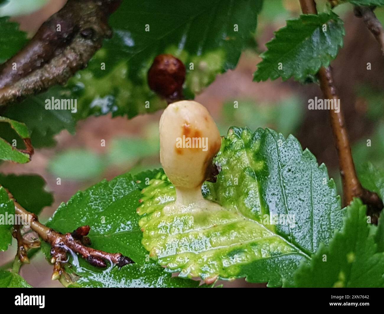 Tetraneura ulmi hi-res stock photography and images - Alamy