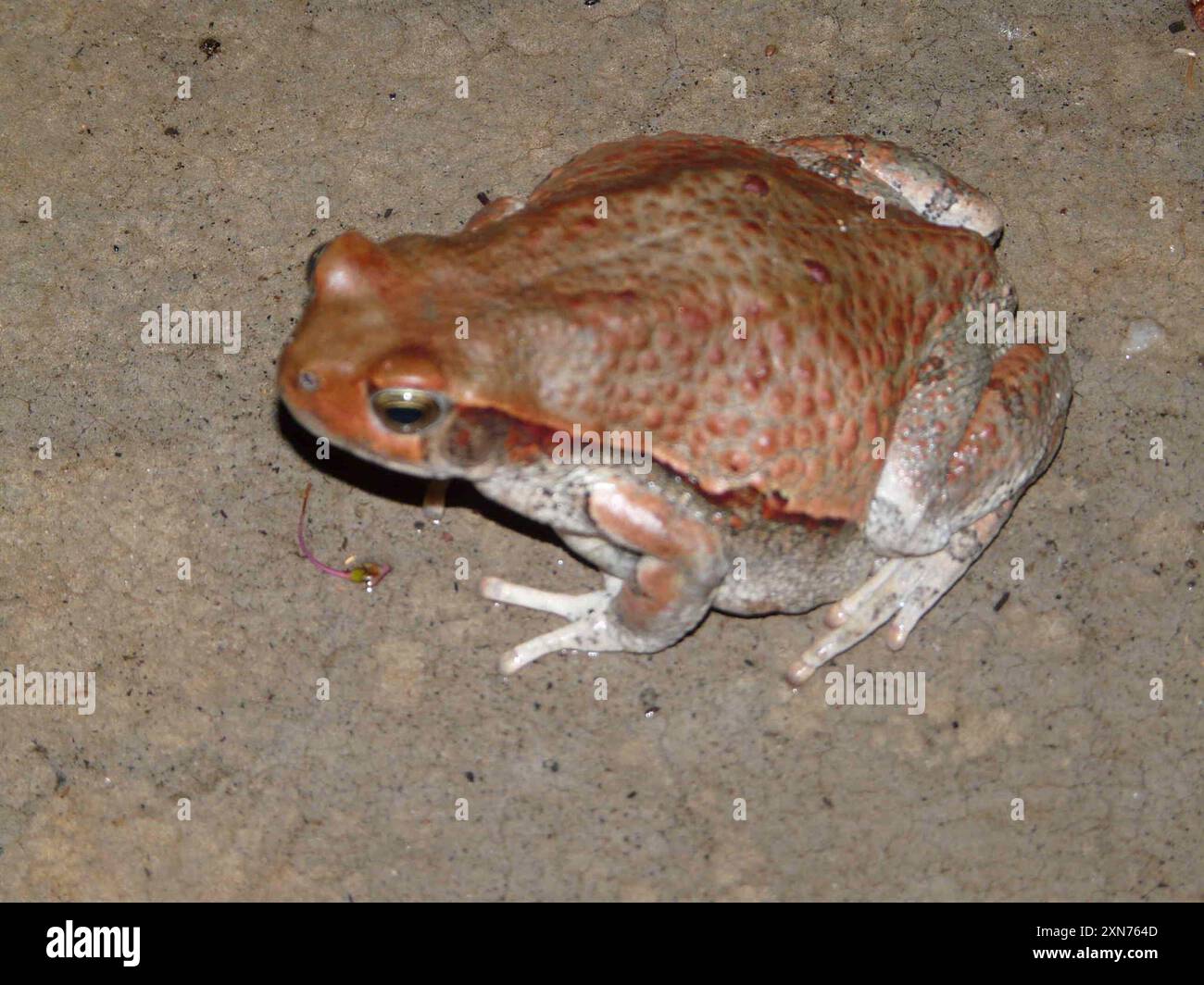 African Red Toad (Schismaderma carens) Amphibia Stock Photo - Alamy