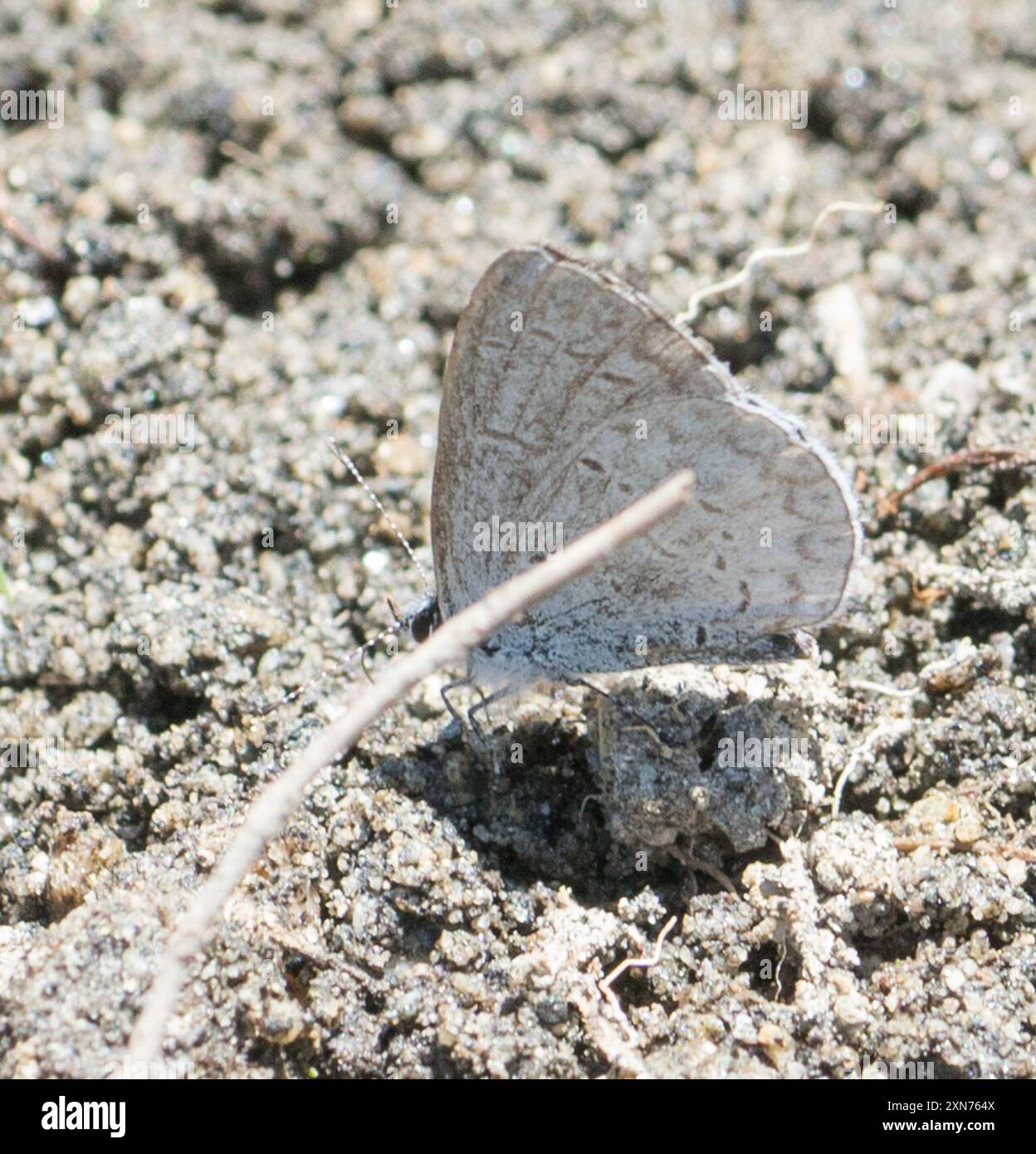 Echo Azure (Celastrina echo) Insecta Stock Photo - Alamy