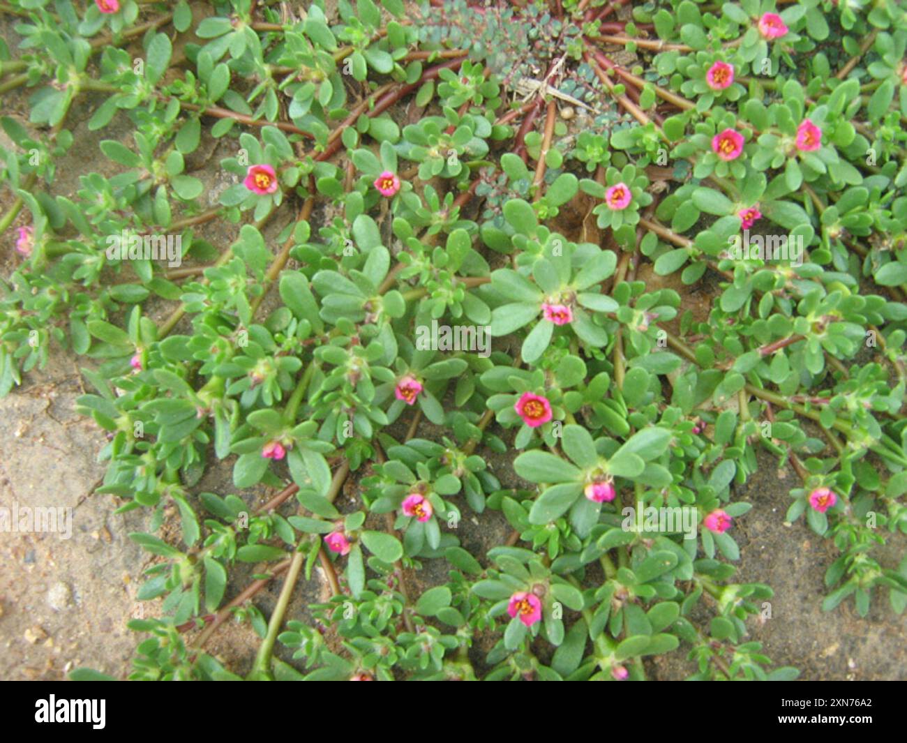 Paraguayan Purslane (Portulaca amilis) Plantae Stock Photo - Alamy