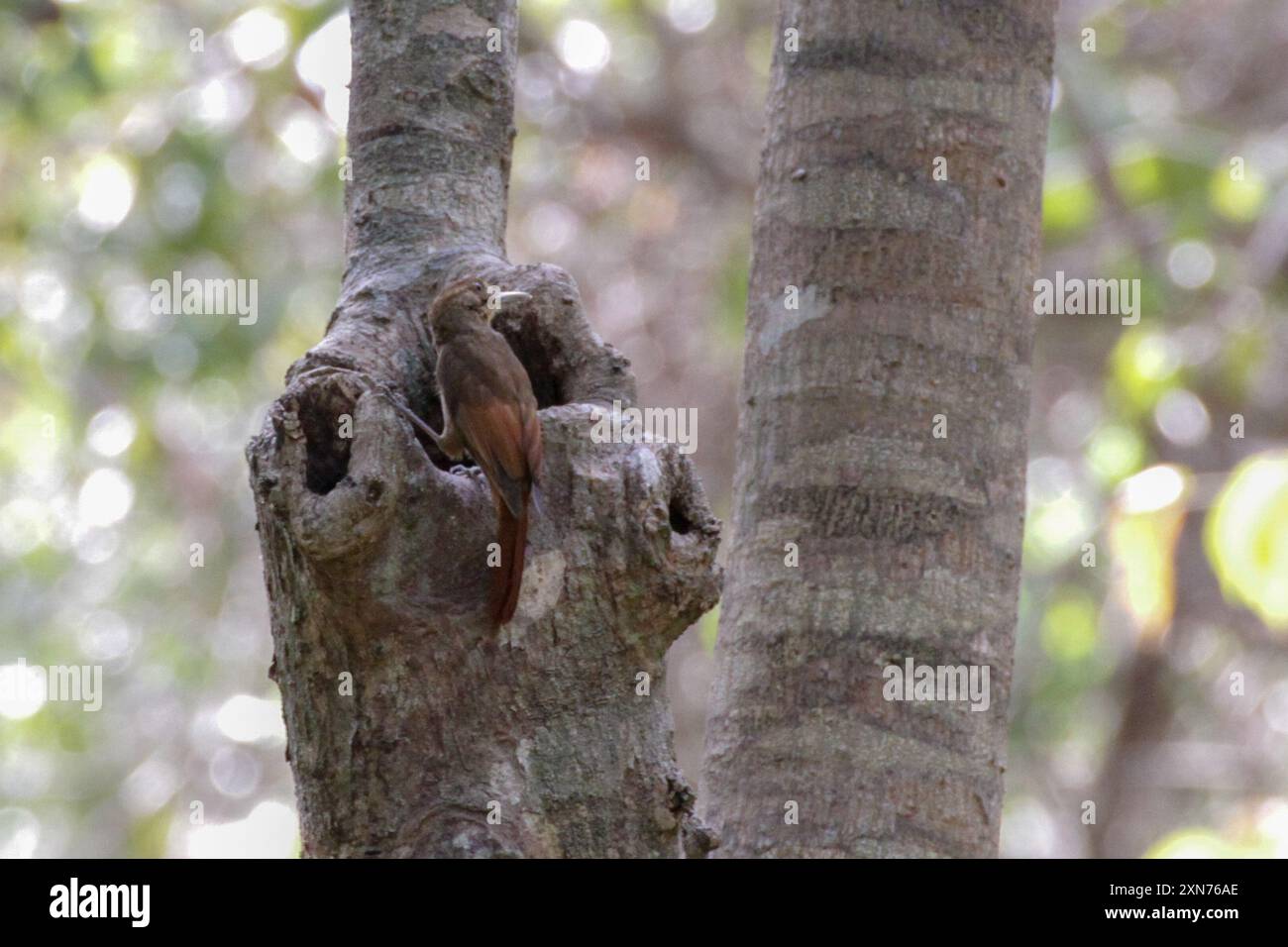 Tawny-winged Woodcreeper (Dendrocincla anabatina) Aves Stock Photo - Alamy