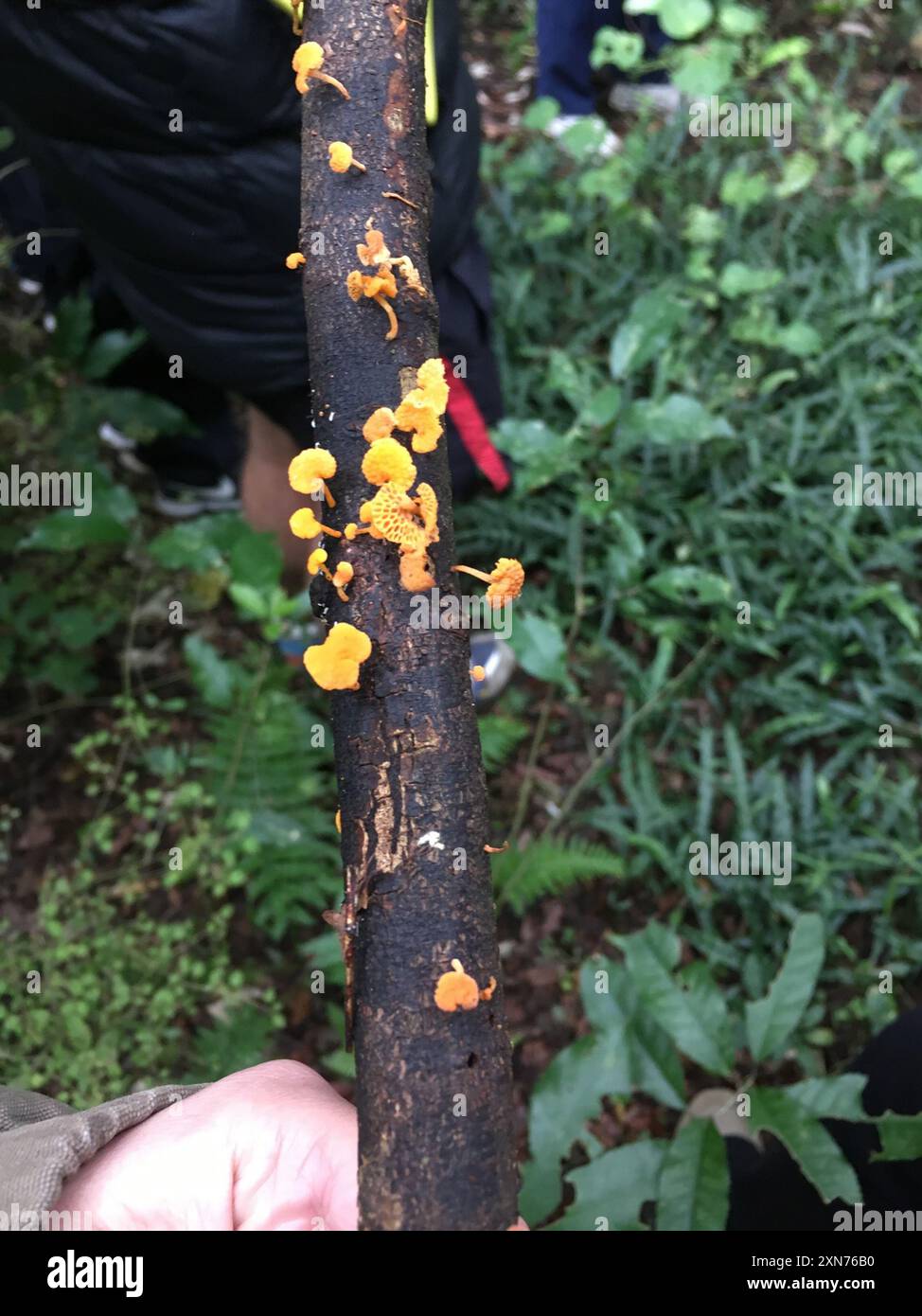 Favolaschia claudopus hi-res stock photography and images - Alamy