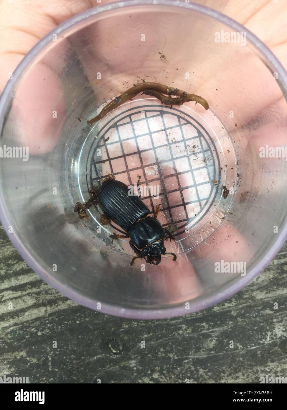 Horned Passalus Beetle (Odontotaenius disjunctus) Insecta Stock Photo ...