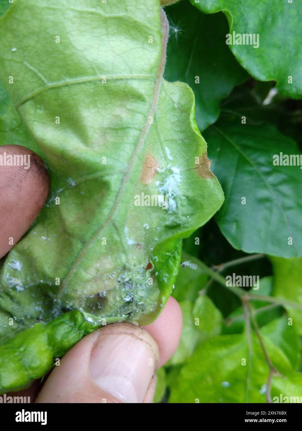 Phyllaphis fagi hi-res stock photography and images - Alamy