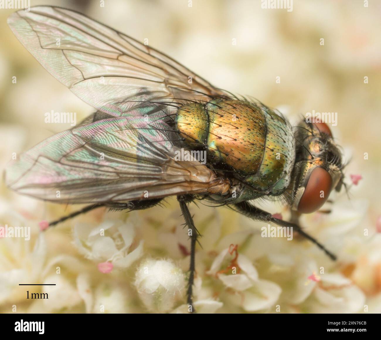 Lucilia cuprina hi-res stock photography and images - Alamy