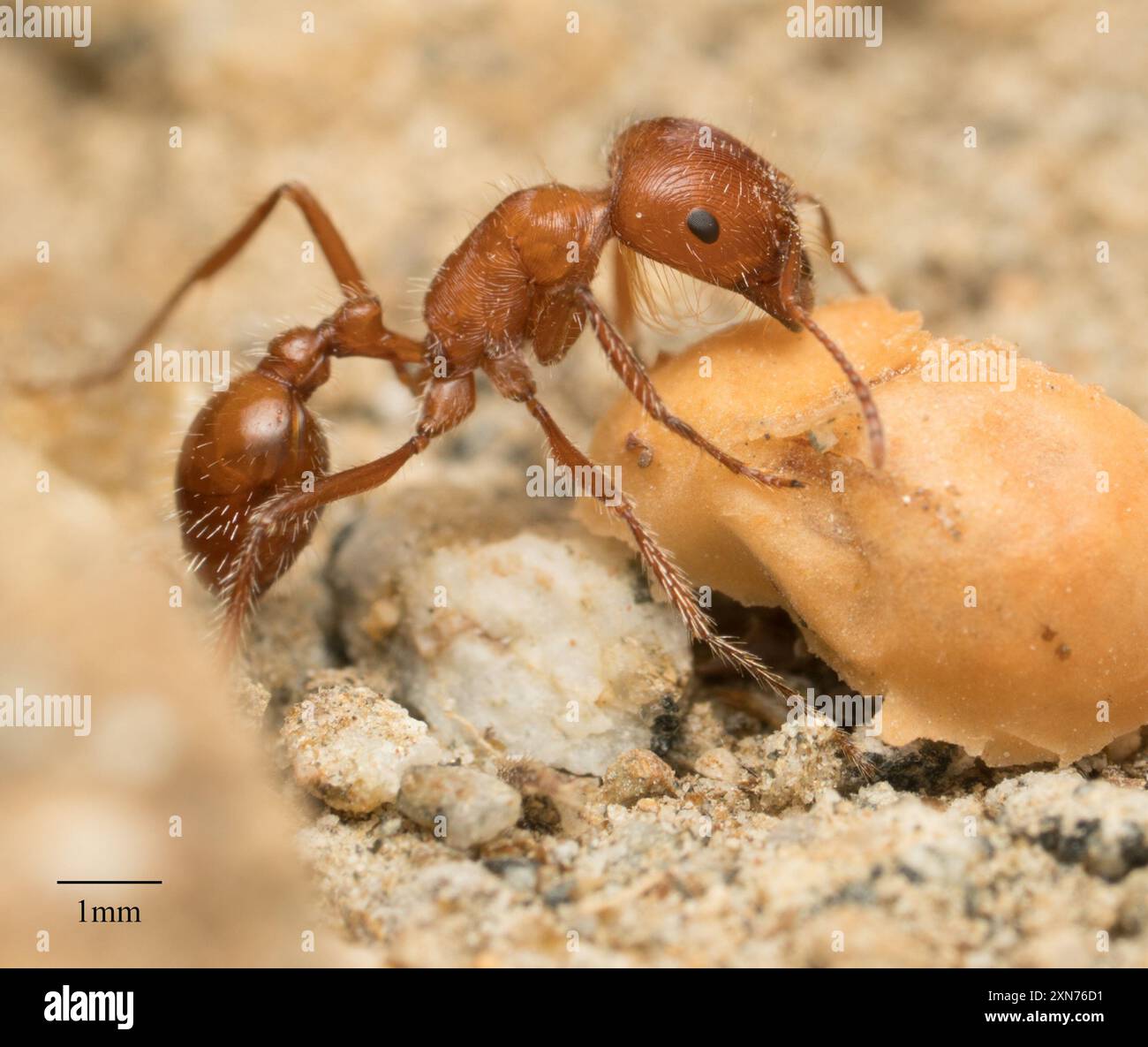 Typical American Harvester Ants (Pogonomyrmex) Insecta Stock Photo - Alamy