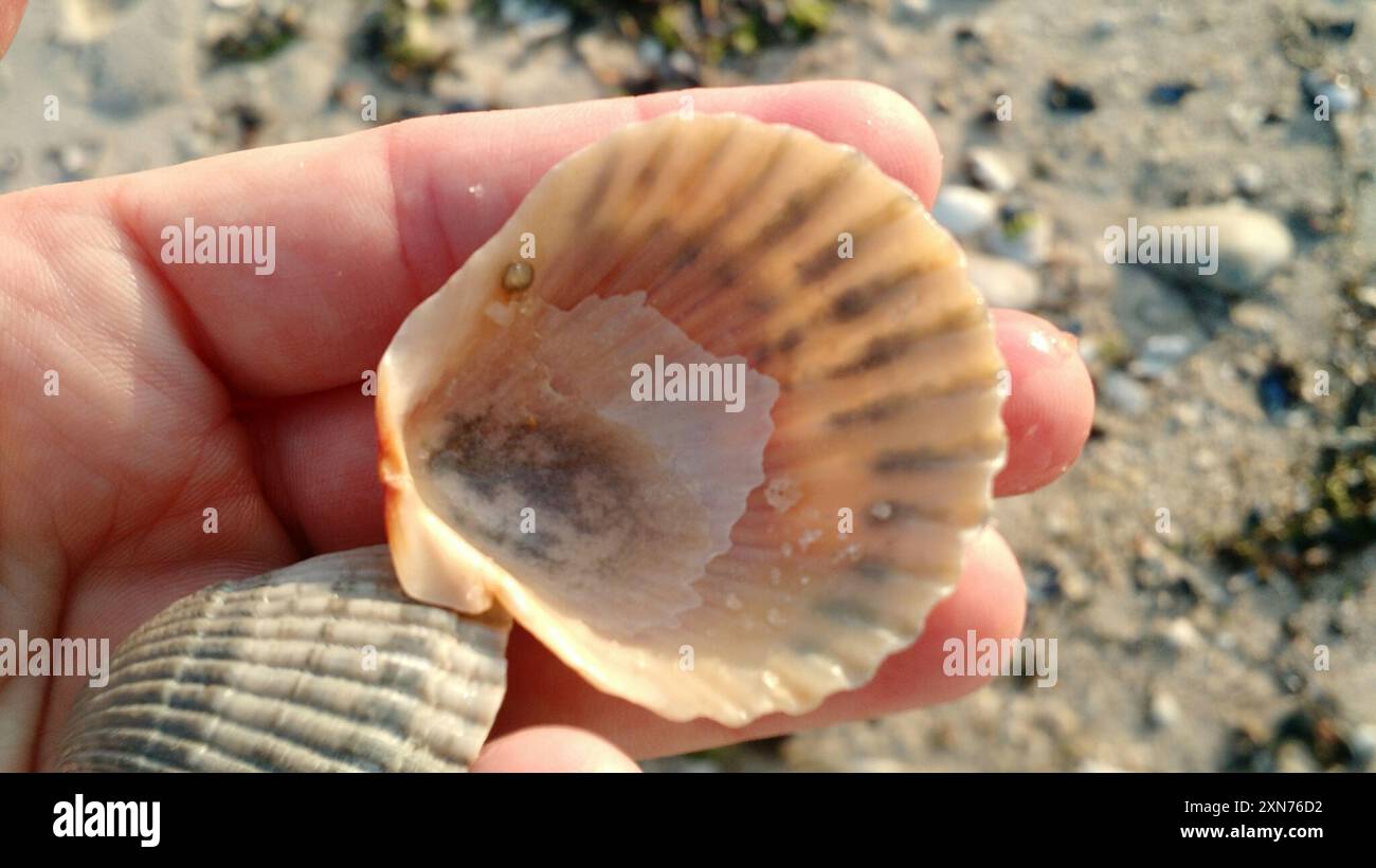 Atlantic Bay Scallop (Argopecten irradians) Mollusca Stock Photo - Alamy