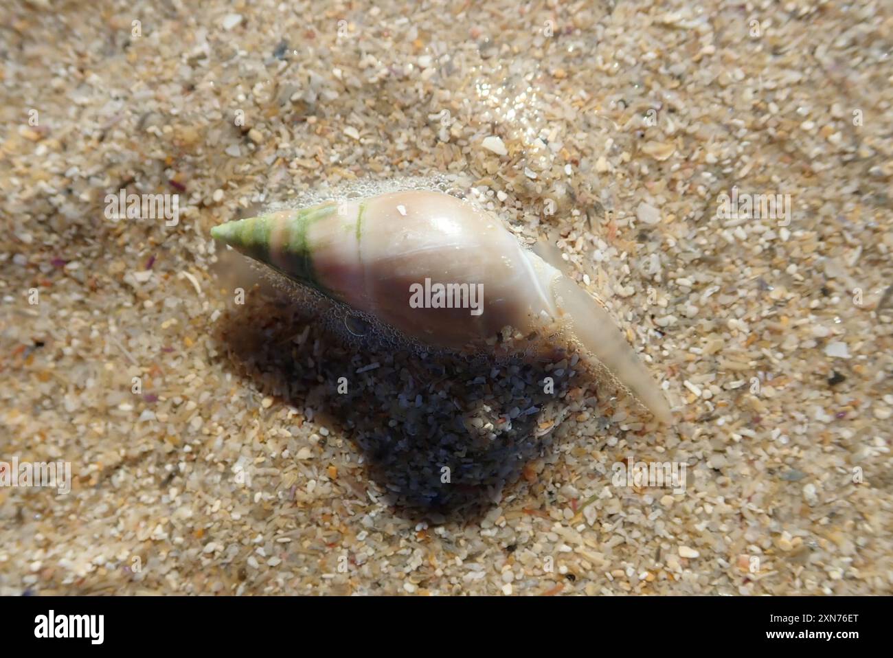 Ploughshells (Bullia) Mollusca Stock Photo - Alamy