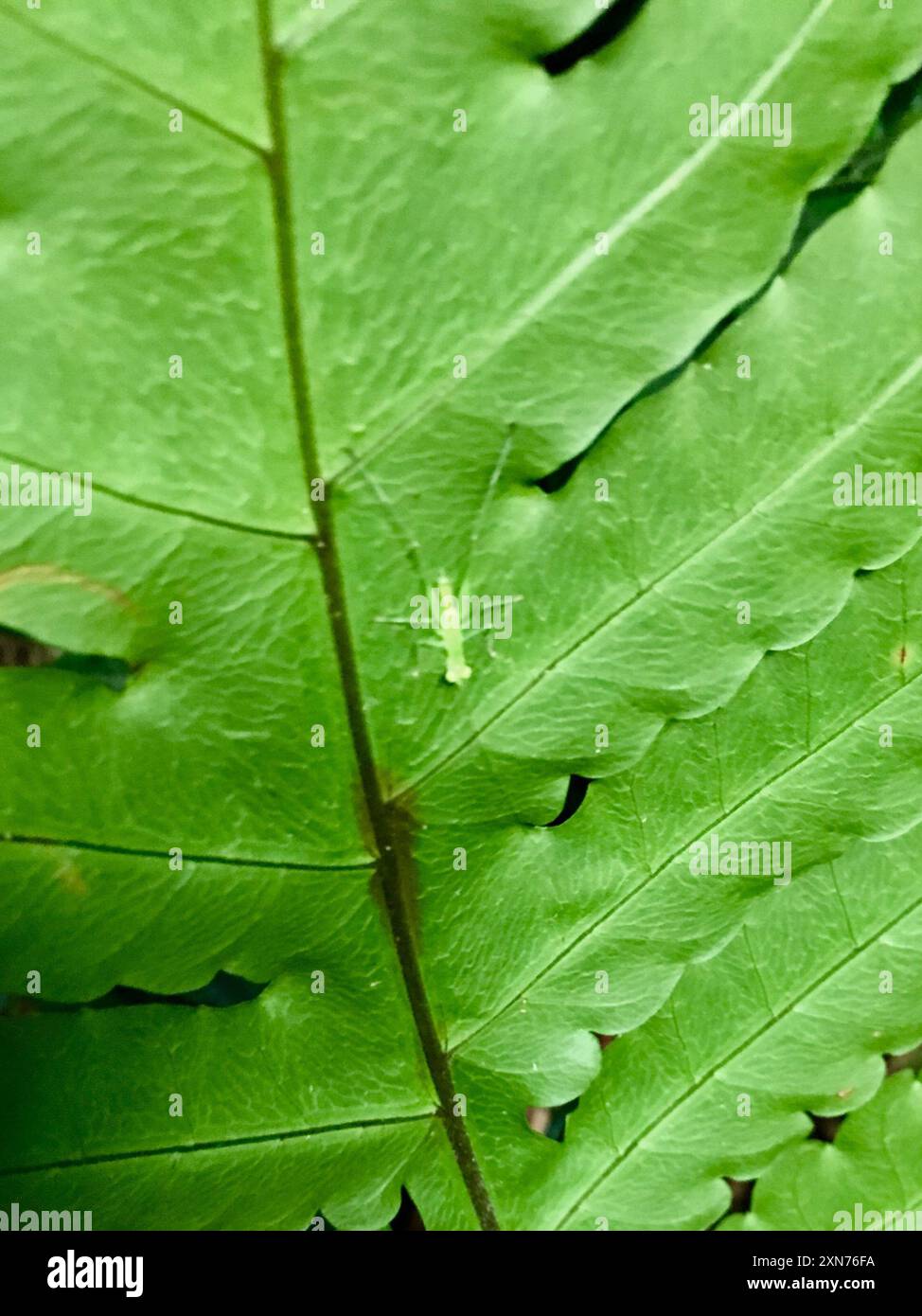 Winged and Once-winged Insects (Pterygota) Insecta Stock Photo - Alamy