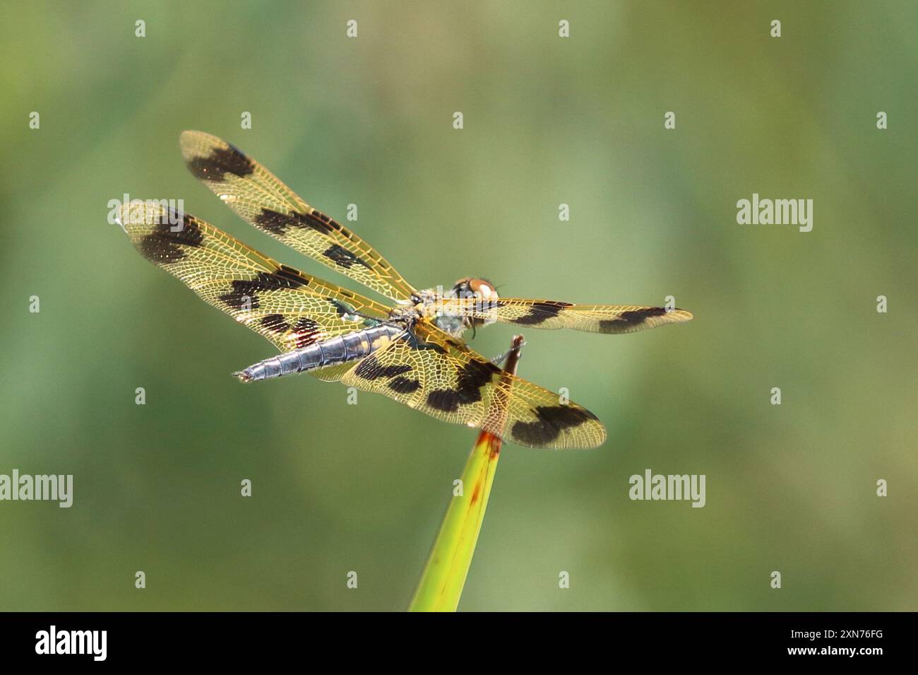 Graphic Flutterer (Rhyothemis graphiptera) Insecta Stock Photo - Alamy