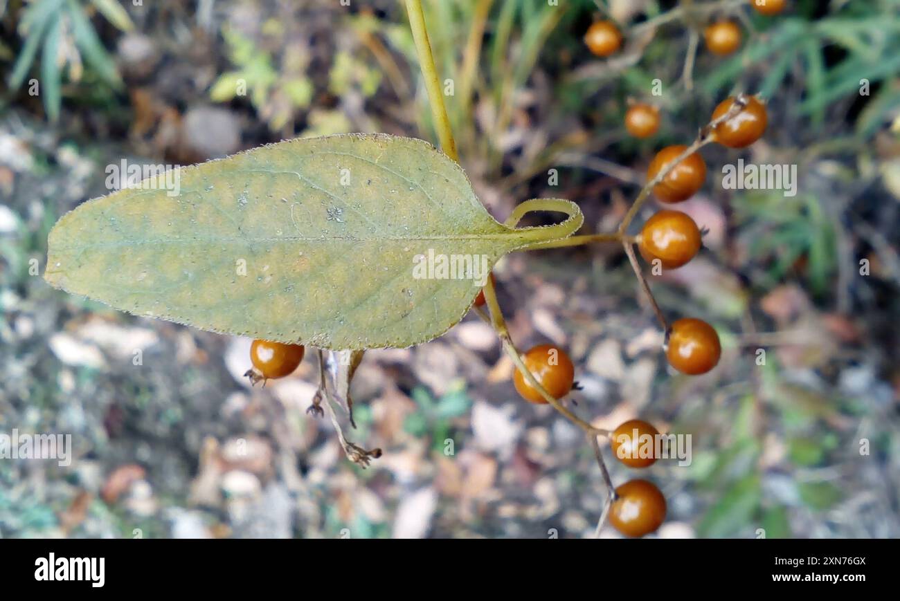 skunk vine (Paederia foetida) Plantae Stock Photo - Alamy