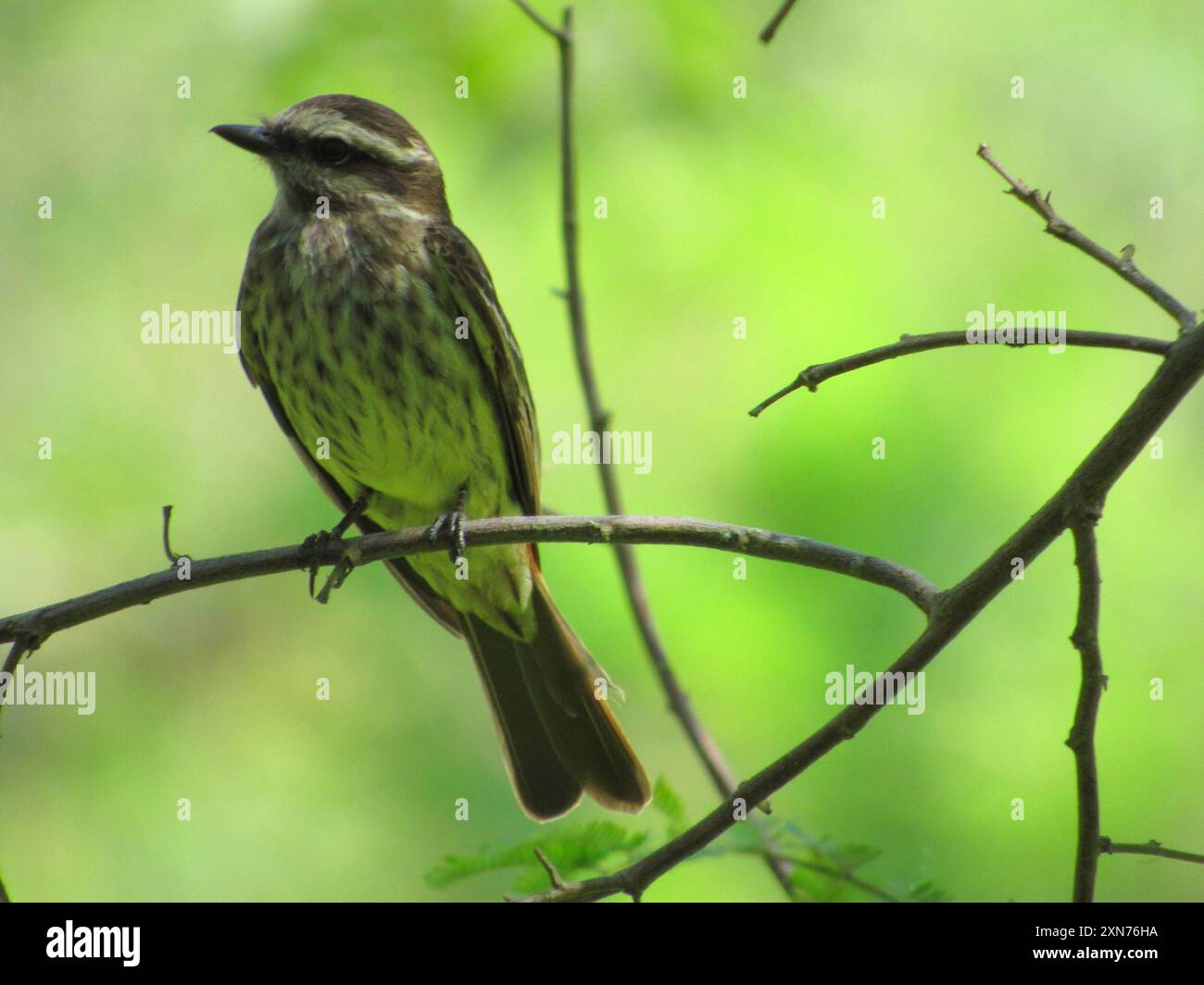 Variegated Flycatcher (Empidonomus varius) Aves Stock Photo - Alamy