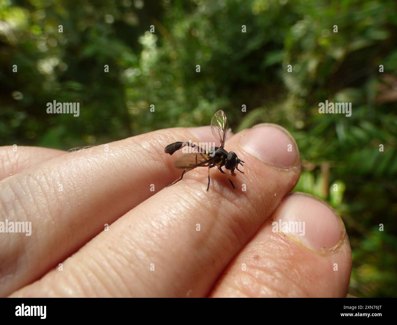 (Salpingogaster nigra) Insecta Stock Photo - Alamy