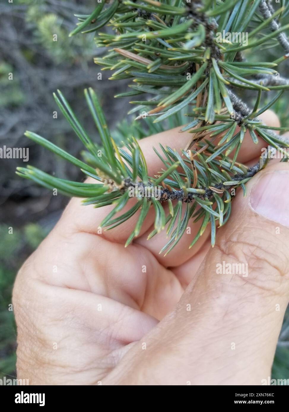 Pinus quadrifolia hi-res stock photography and images - Alamy