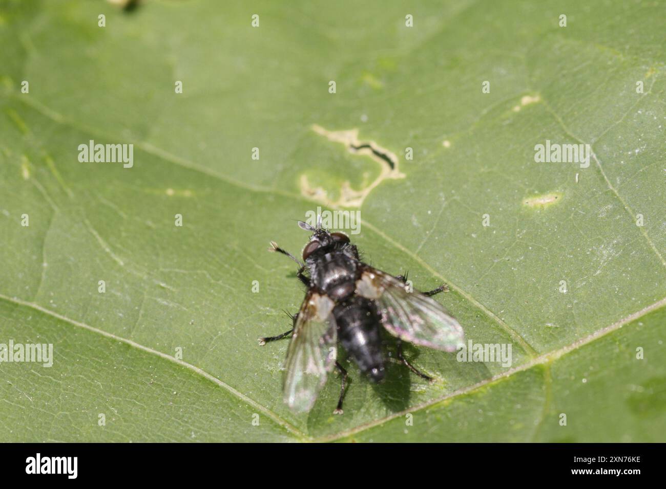 Bristle Flies (Tachinidae) Insecta Stock Photo - Alamy