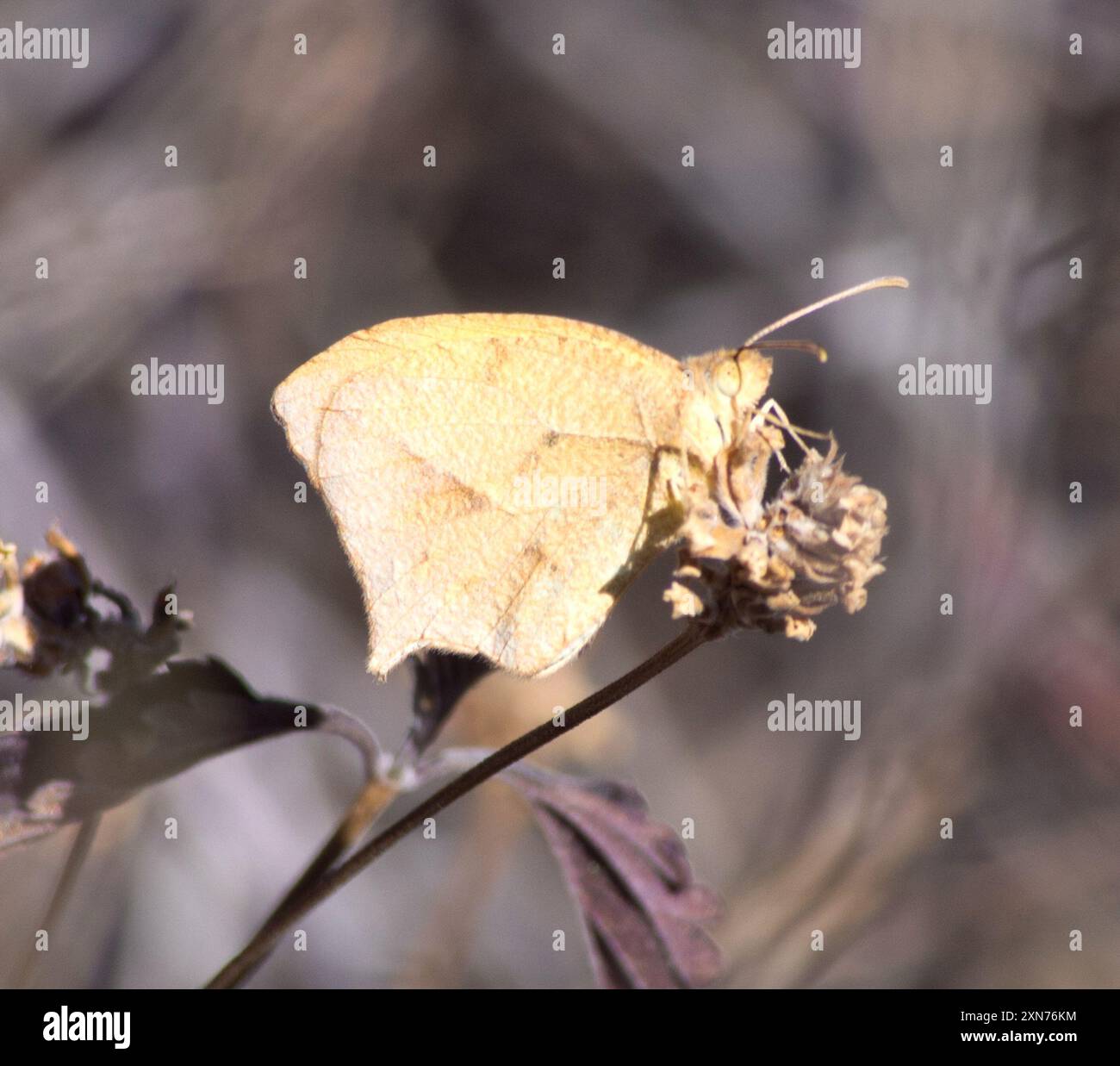 Mexican Yellow (Abaeis mexicana) Insecta Stock Photo - Alamy