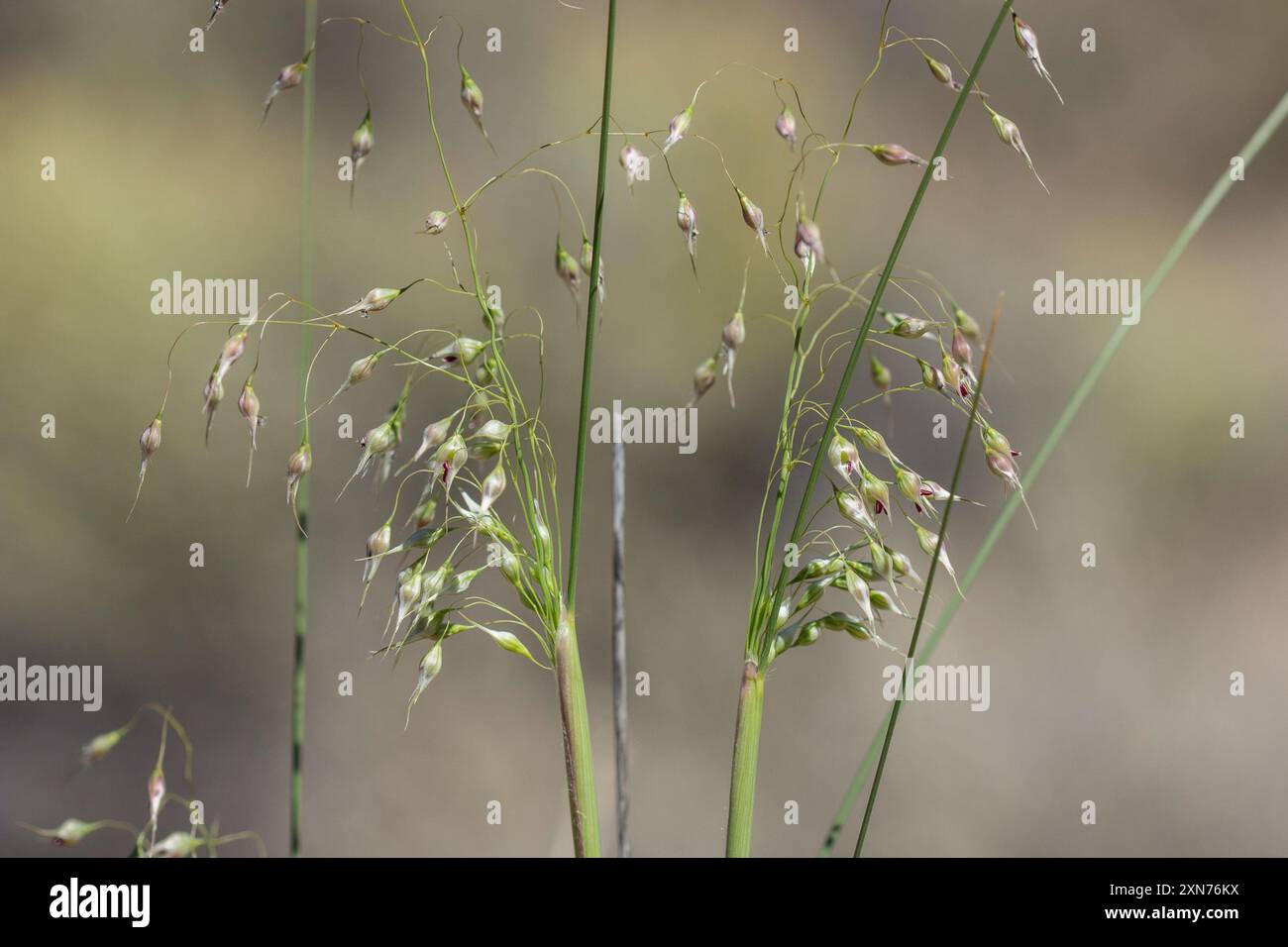 Eriocoma hymenoides hi-res stock photography and images - Alamy