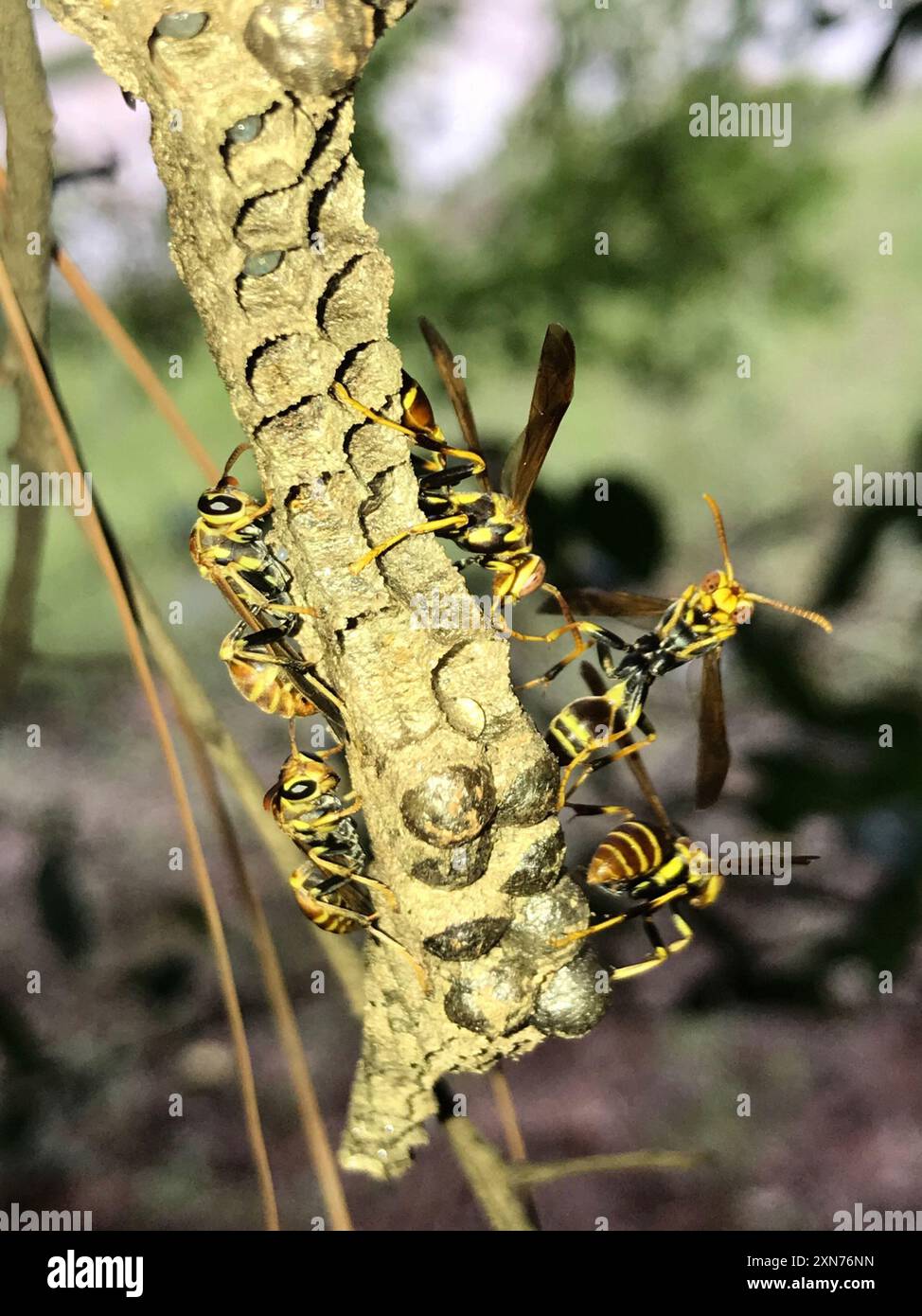 (Mischocyttarus mexicanus cubicola) Insecta Stock Photo - Alamy