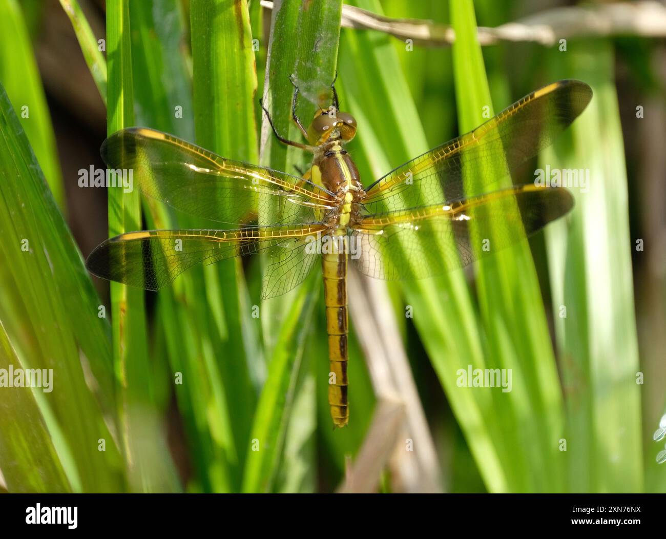 Yellow sided skimmer hi-res stock photography and images - Alamy