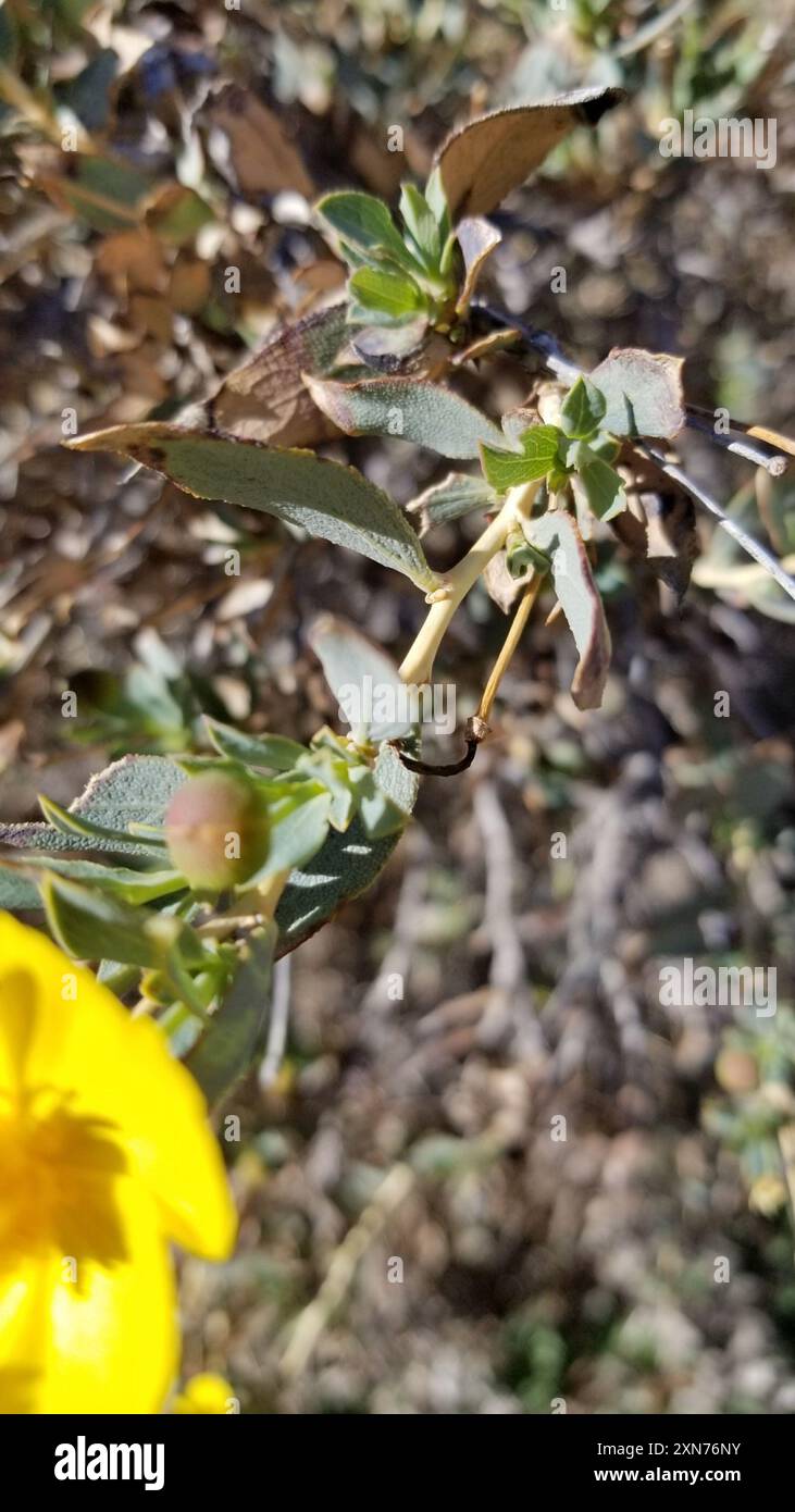 Bush Poppy (Dendromecon rigida) Plantae Stock Photo - Alamy
