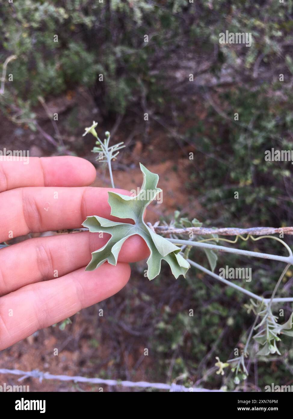 wareque (Ibervillea sonorae) Plantae Stock Photo - Alamy