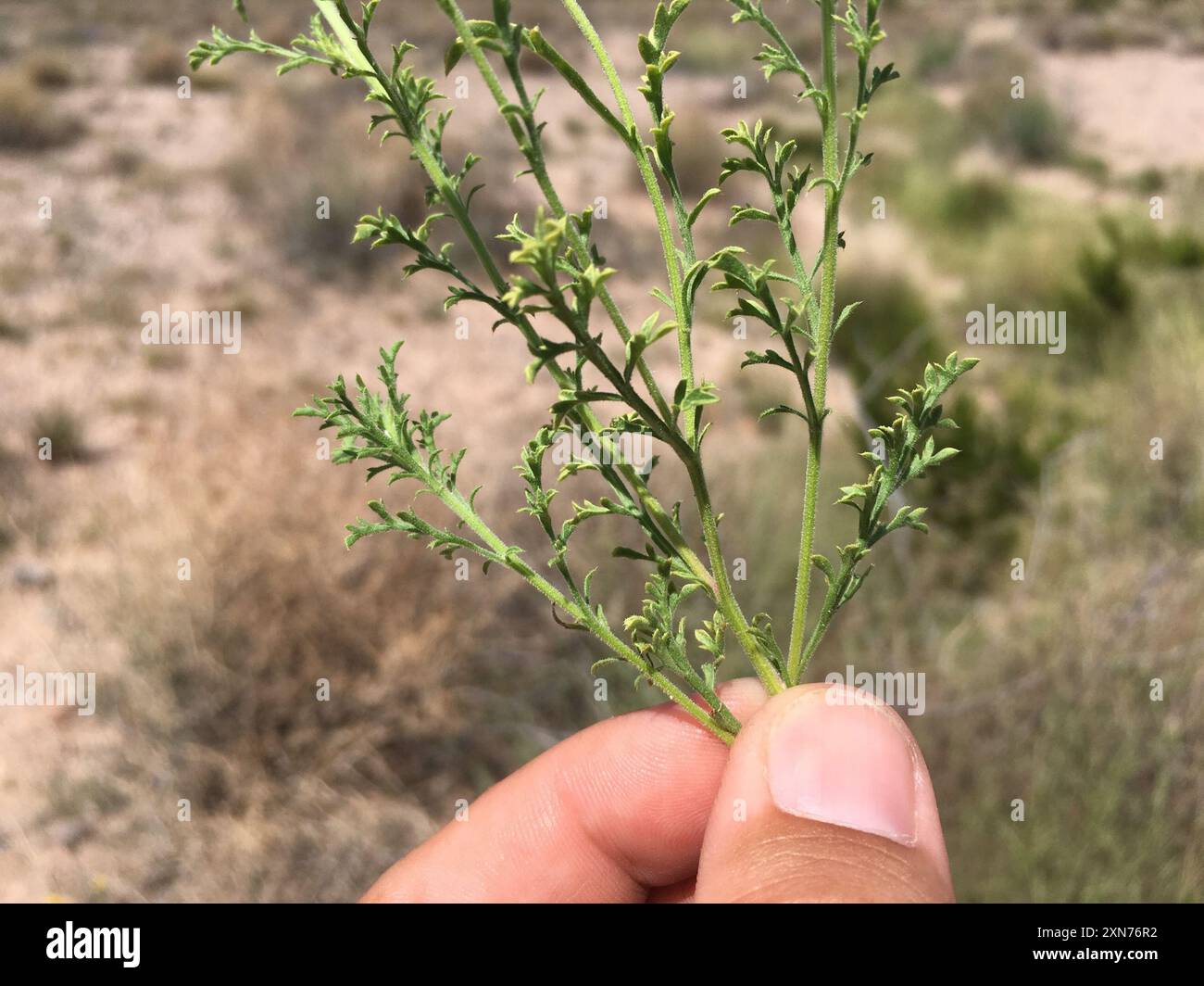 Tahoka daisy (Machaeranthera tanacetifolia) Plantae Stock Photo - Alamy