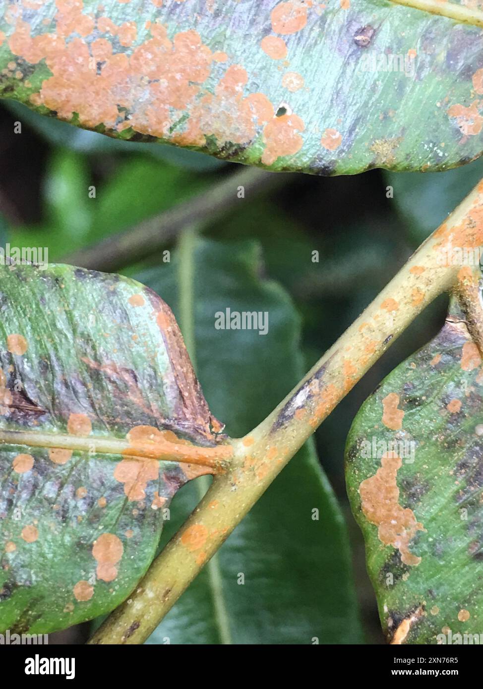 rust fungi (Pucciniales) Fungi Stock Photo - Alamy