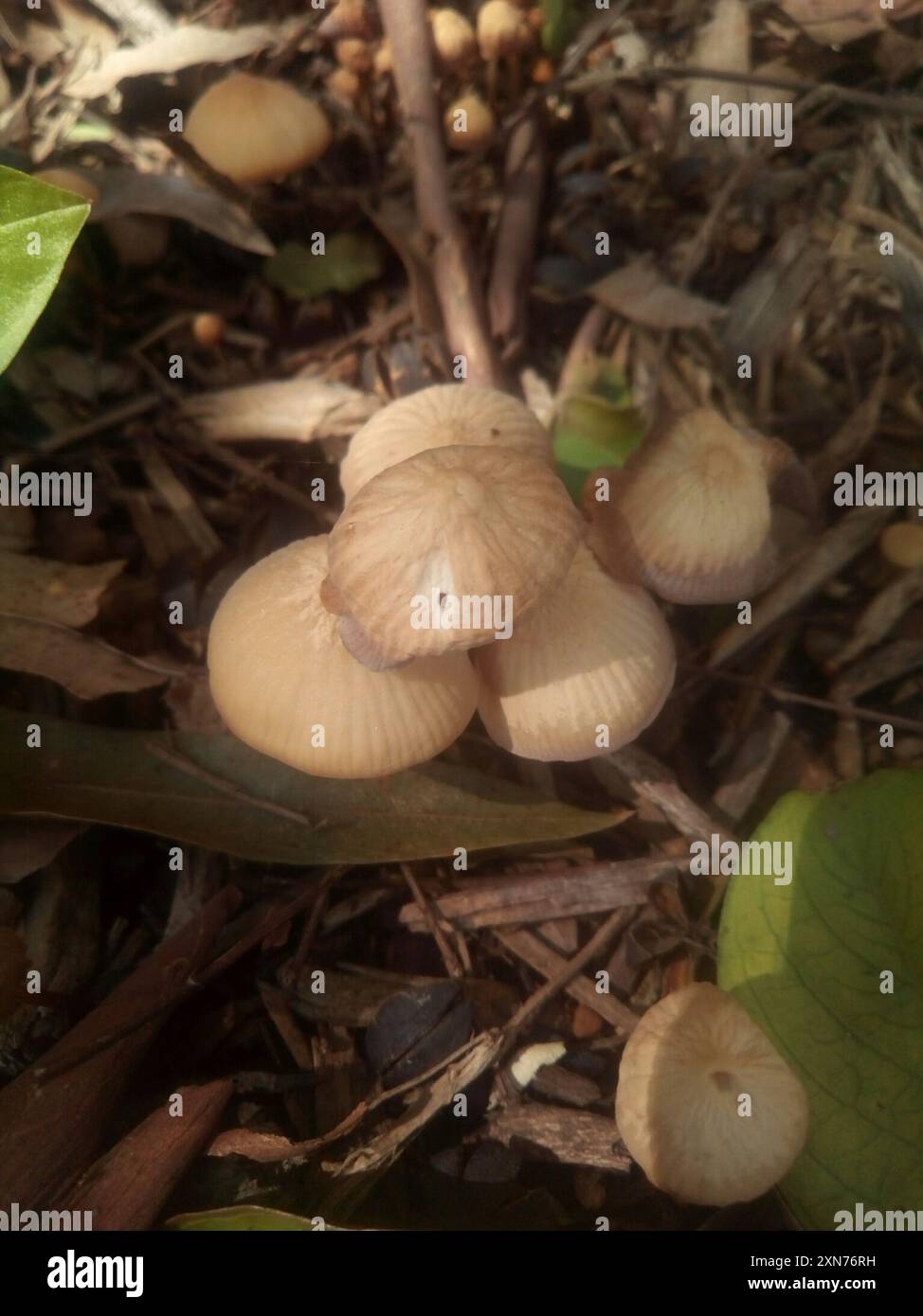 Omphalotaceae hi-res stock photography and images - Alamy