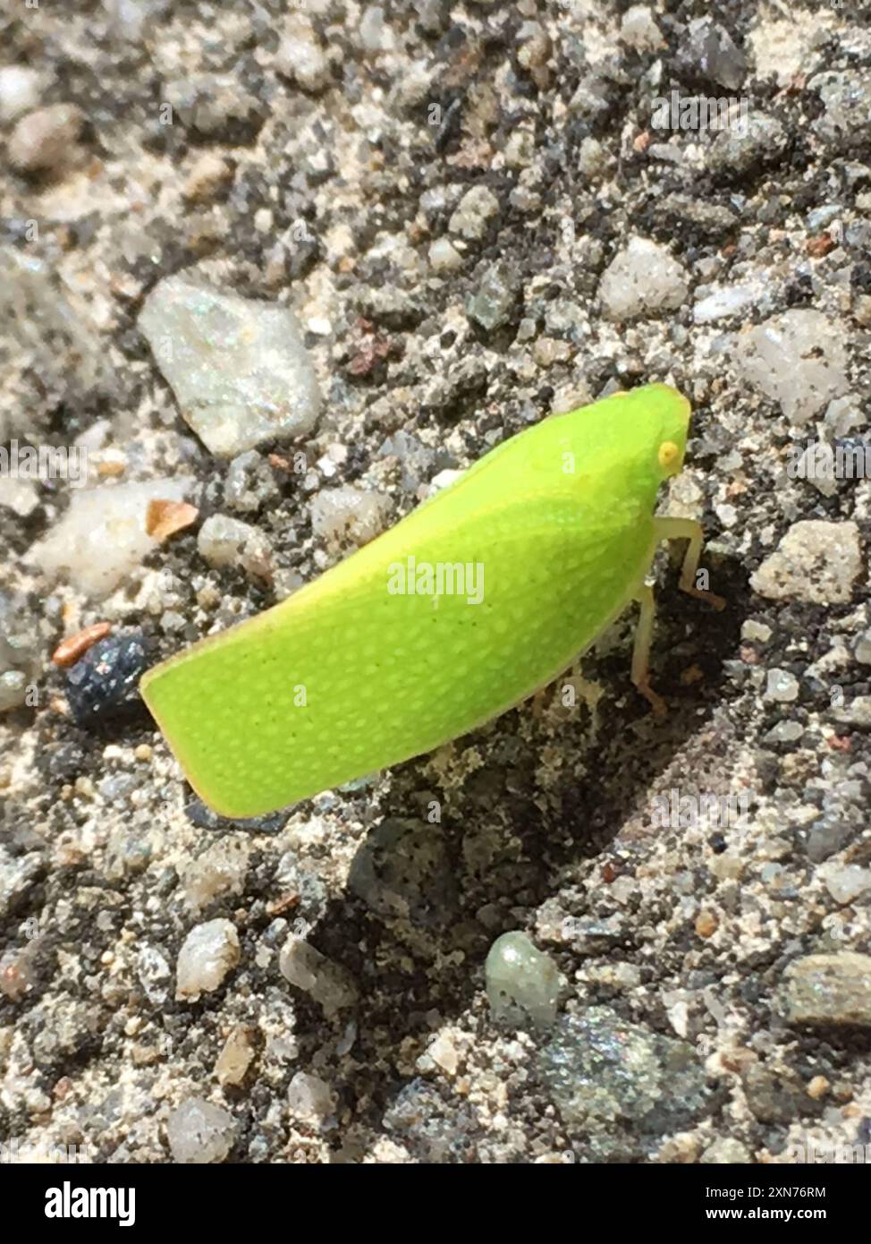 Torpedo Bug (Siphanta acuta) Insecta Stock Photo - Alamy