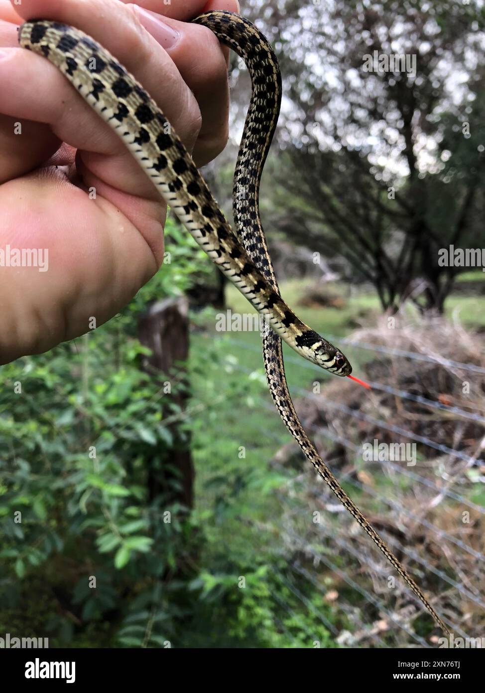 Checkered Garter Snake (Thamnophis marcianus) Reptilia Stock Photo - Alamy
