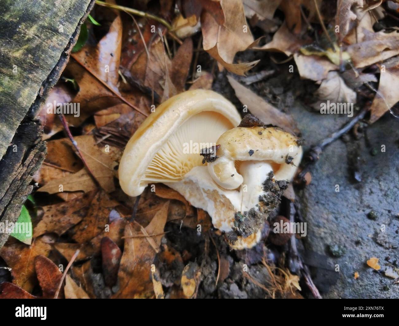 Common Milkcaps (Lactarius) Fungi Stock Photo - Alamy