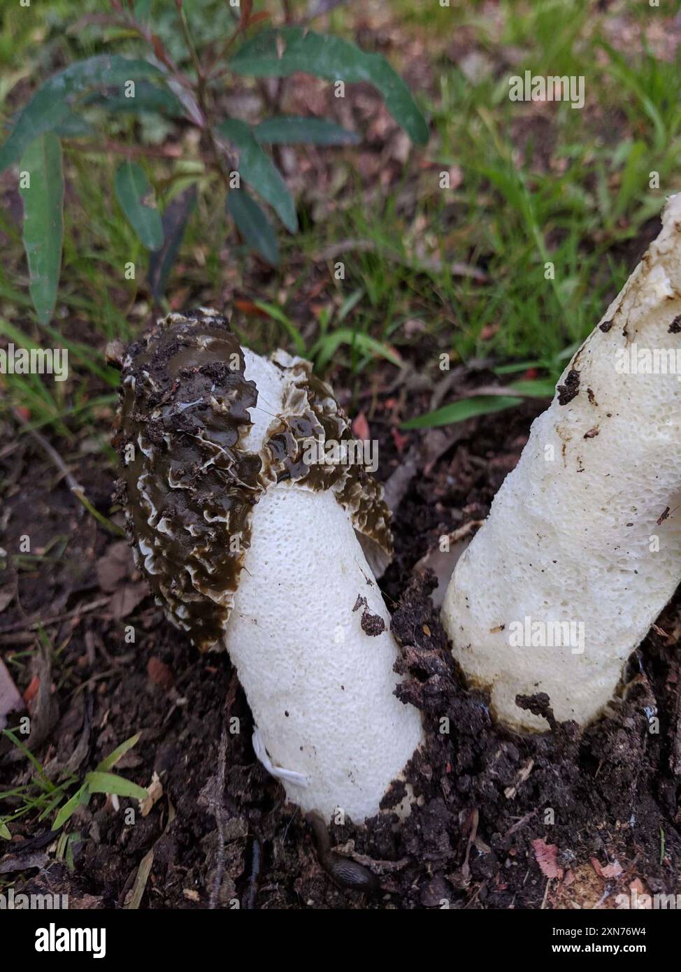 dune stinkhorn (Phallus hadriani) Fungi Stock Photo - Alamy